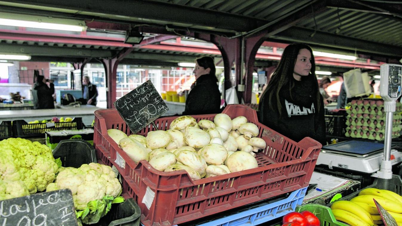 A természet ajándéka: rejtélyes, misztikus gomba