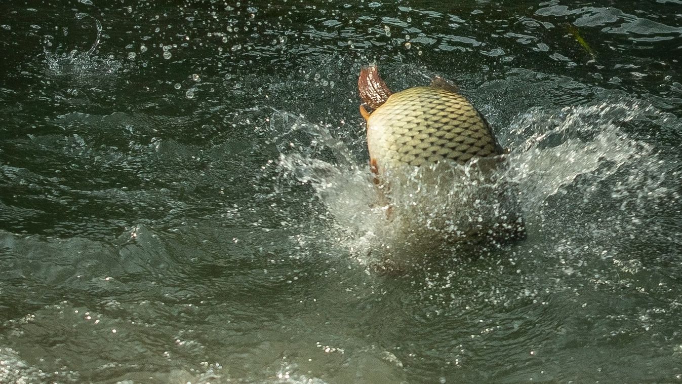 A lápi póc, a sügér vagy a durbincs lesz az év hala 2023-ban?