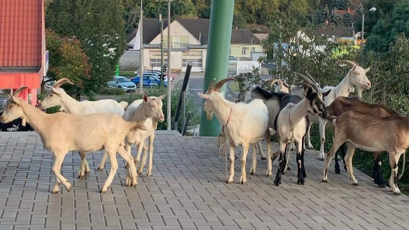 Kecskék művelődnének