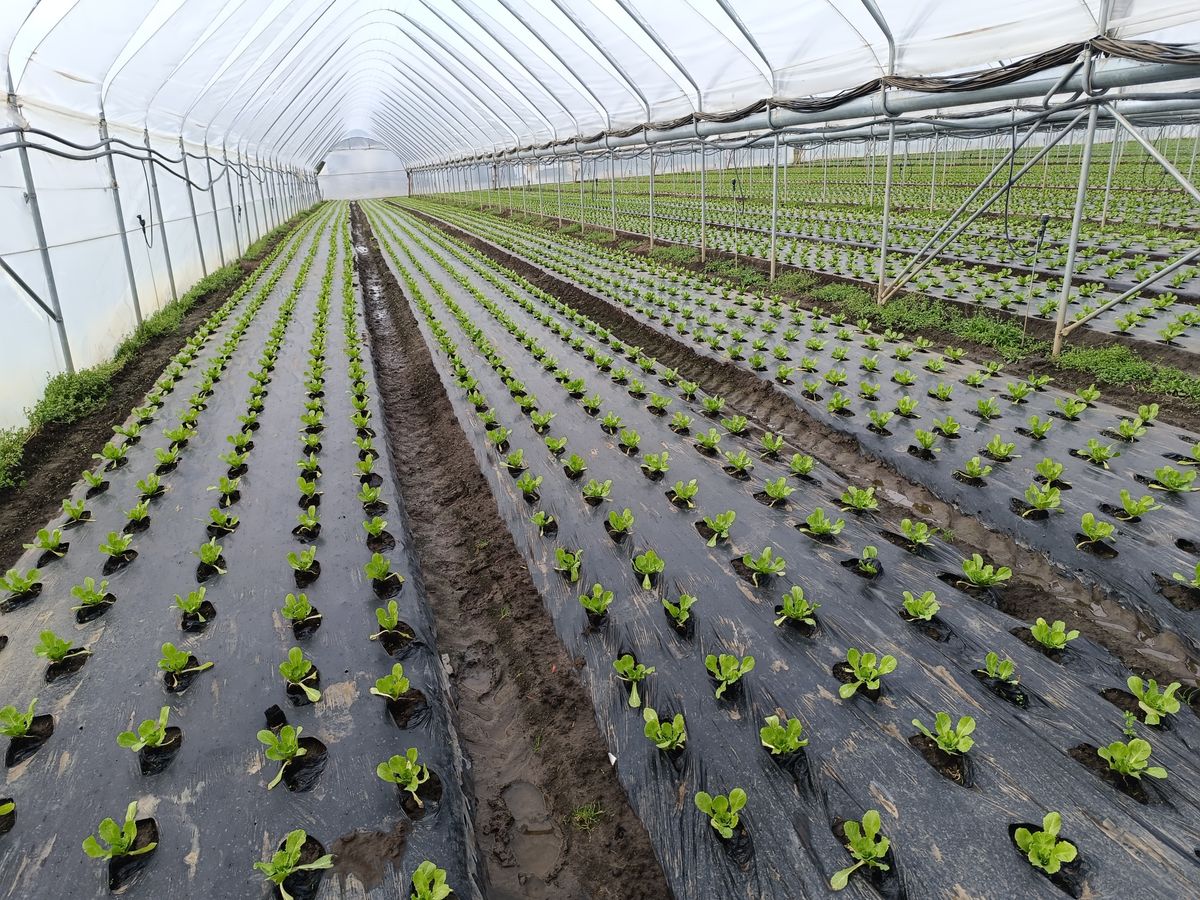 A SIMON Kertészet mintagazdasága