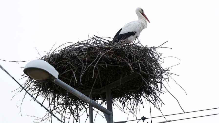 Gólya érkezett hazánkba, megjelentek az első visszatérő madarak